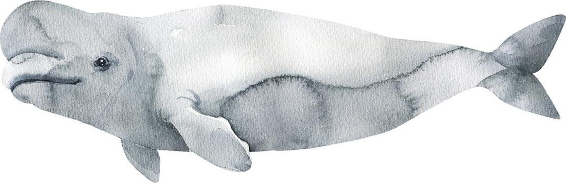 Watercolor Beluga Whale 4 Wall Decal Removable Fabric Vinyl | Etsy