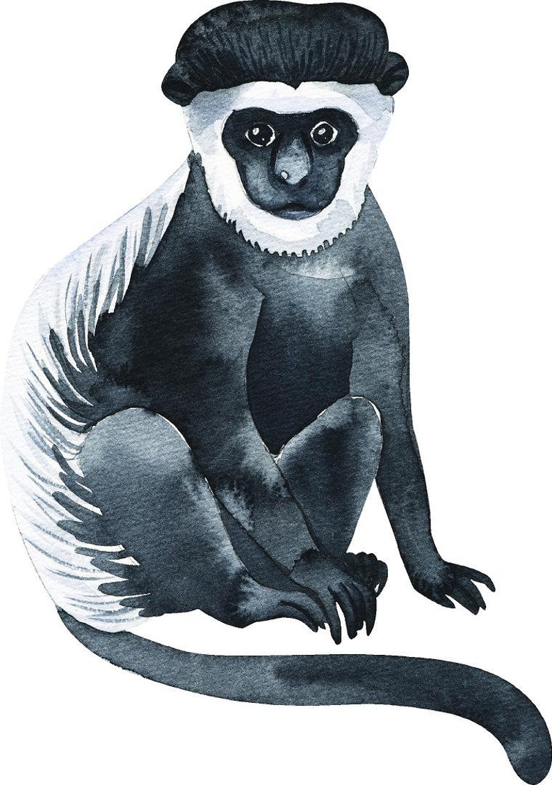 Colobus Monkey Wall Decal Safari Animal Wall Sticker Removable - Etsy