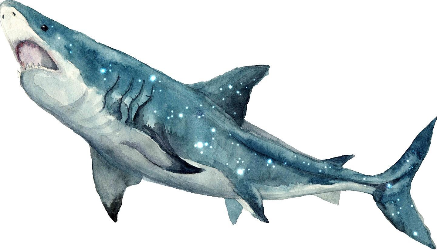 Watercolor Galaxy Shark Wall Decal Ocean Sea Life Removable - Etsy