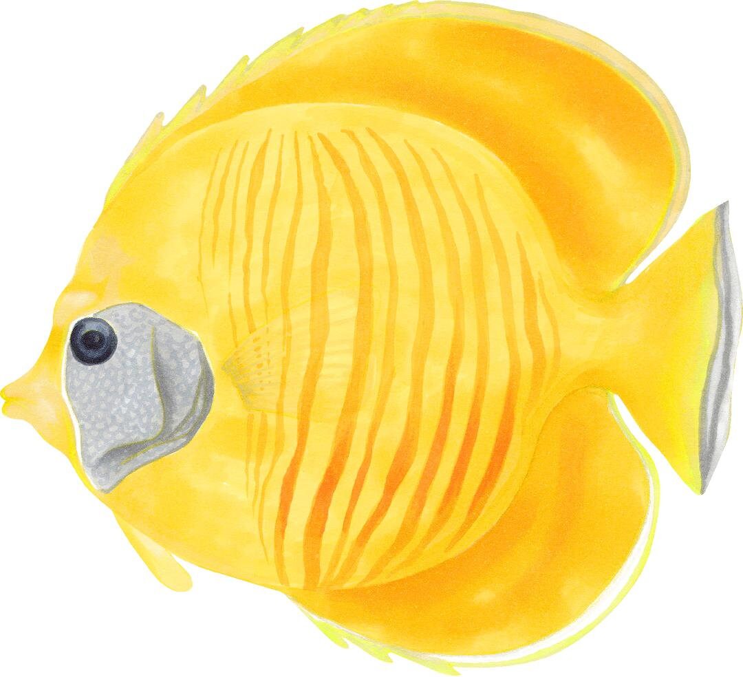 Yellow Butterflyfish #2 Wall Decal Tropical Fish Ocean Sea Life ...