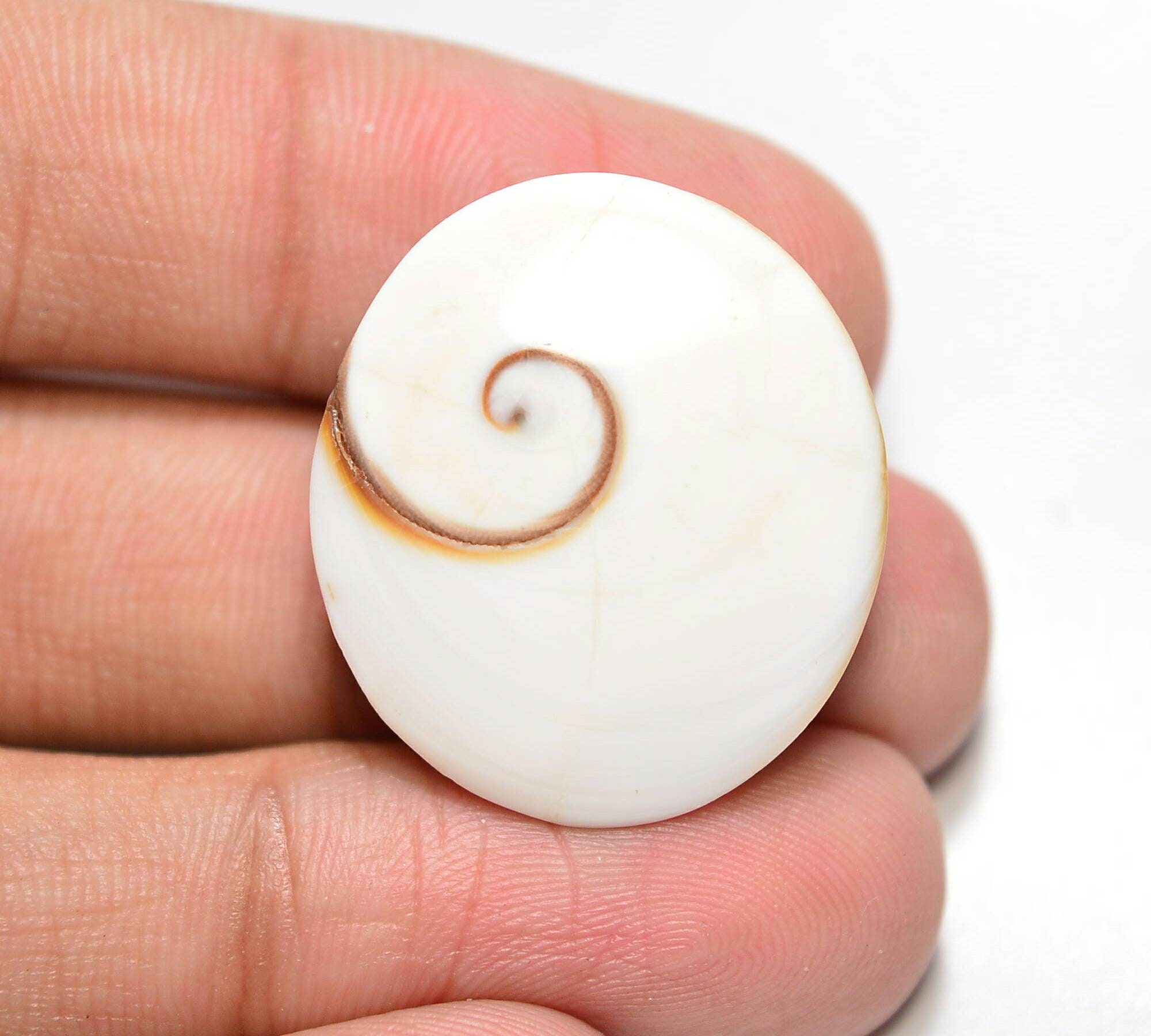 Papercraft Natural Operculum Shell Cabochon.. Natural Sea Shell ...