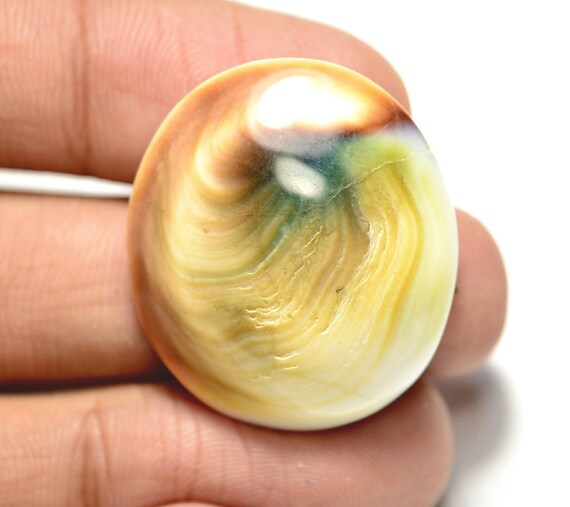 Papercraft Natural Operculum Shell Cabochon.. Natural Sea Shell ...