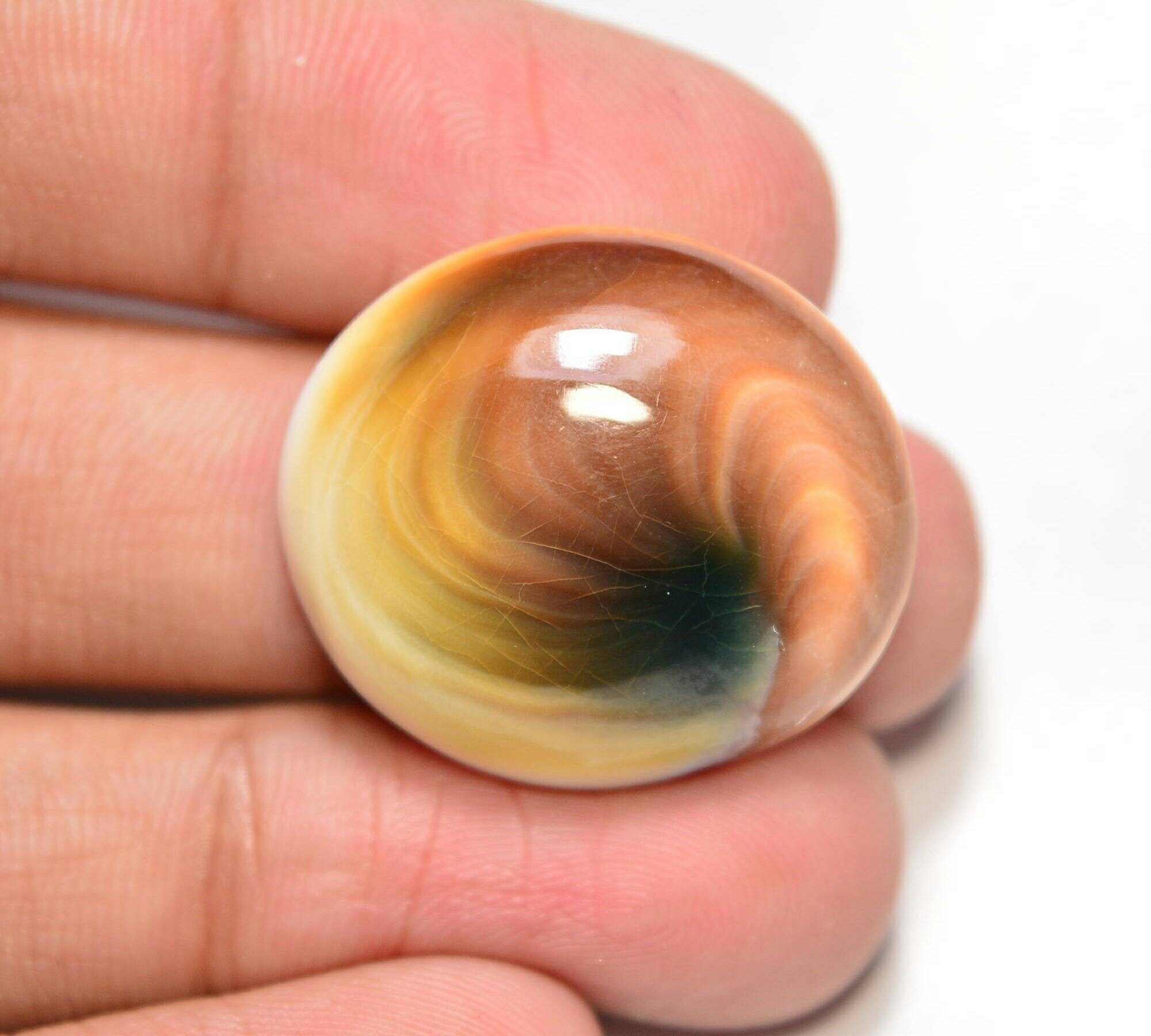 Papercraft Natural Operculum Shell Cabochon.. Natural Sea Shell ...