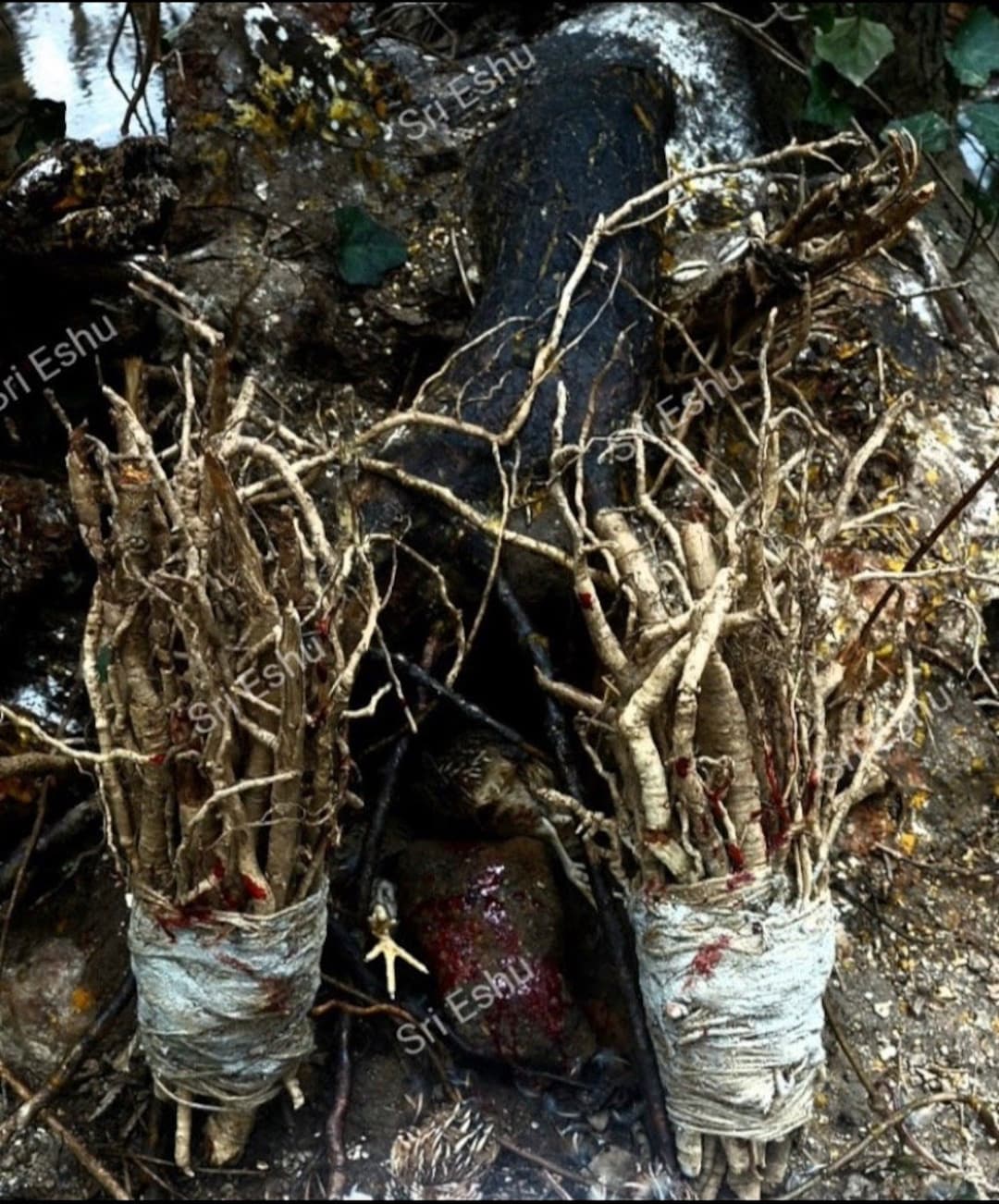 Tree Root Conjure Bundle for Protection Against Witchcraft ...