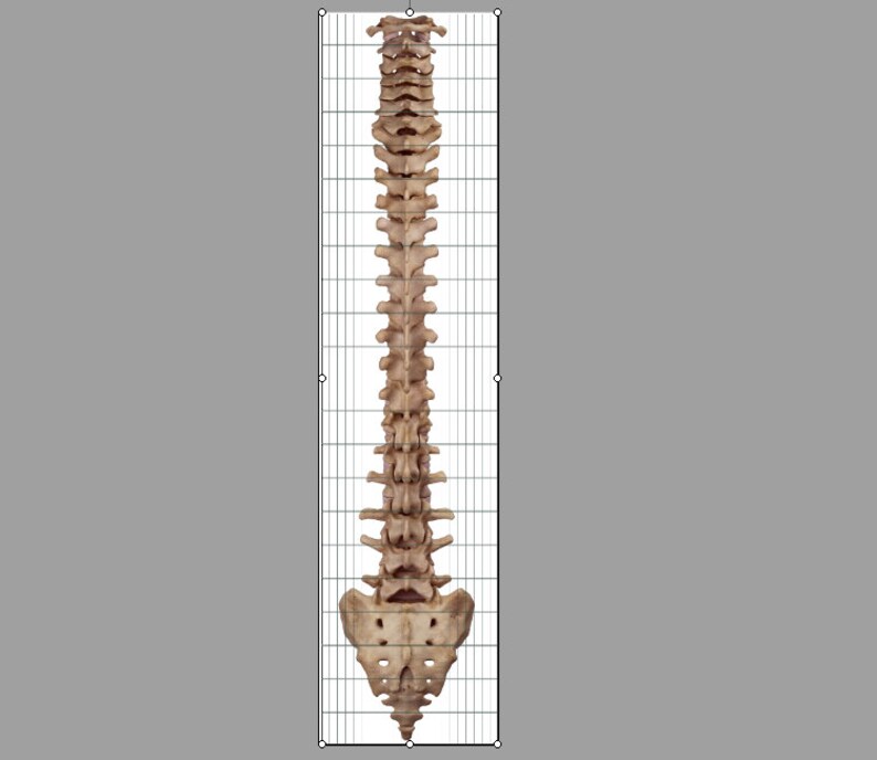 Spinal Column Posterior View Digital Download Anesthesia | PNG | 300 ...
