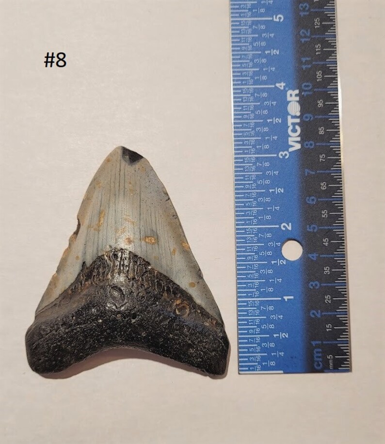 Real Megalodon Tooth Fossil - Etsy