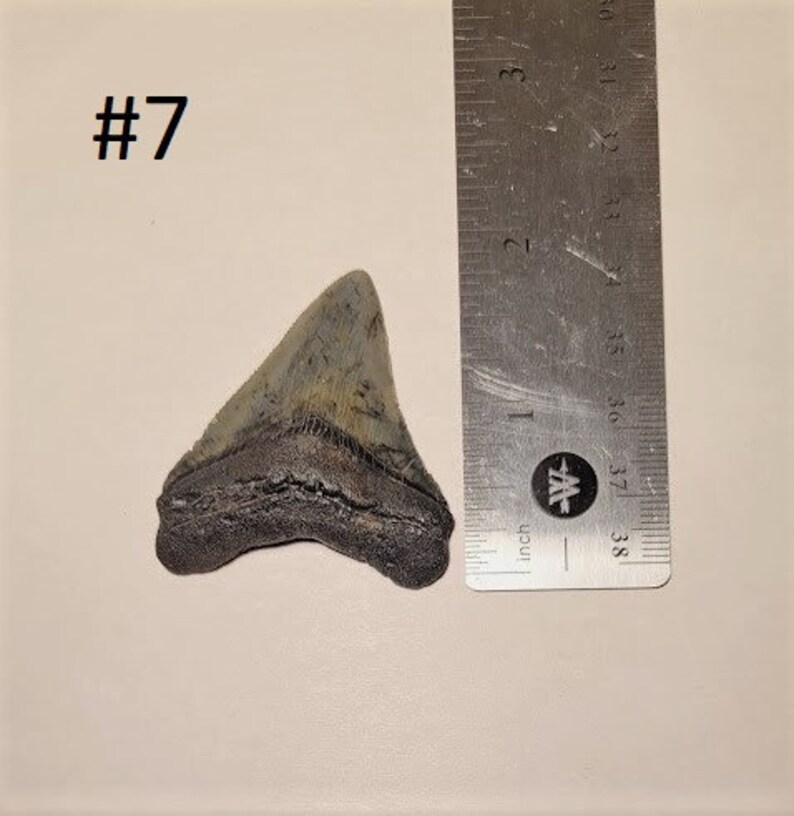 Real Megalodon Tooth Fossil - Etsy