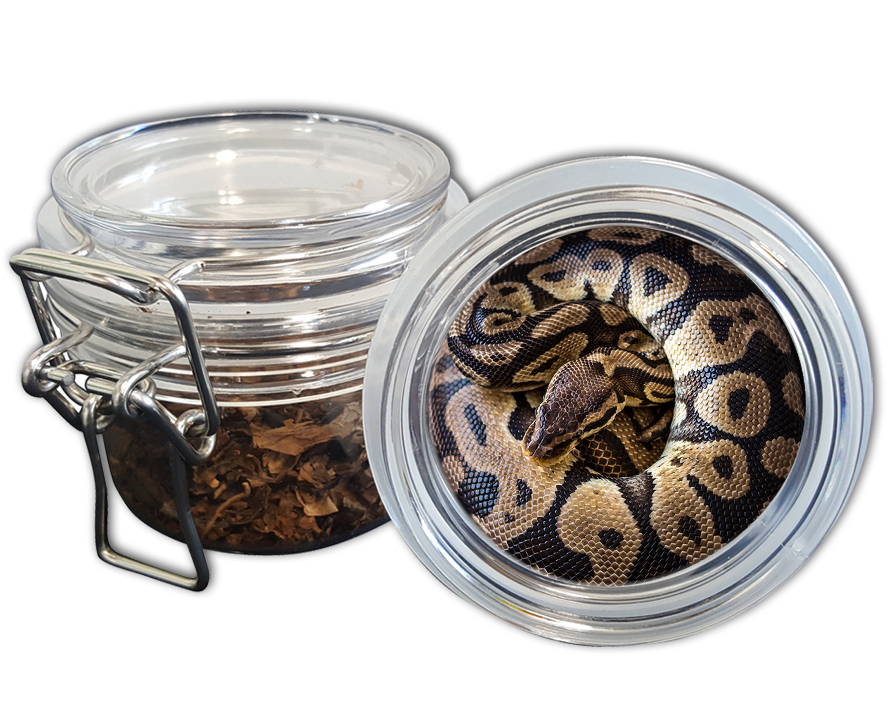 Garter Snakes In A Jar