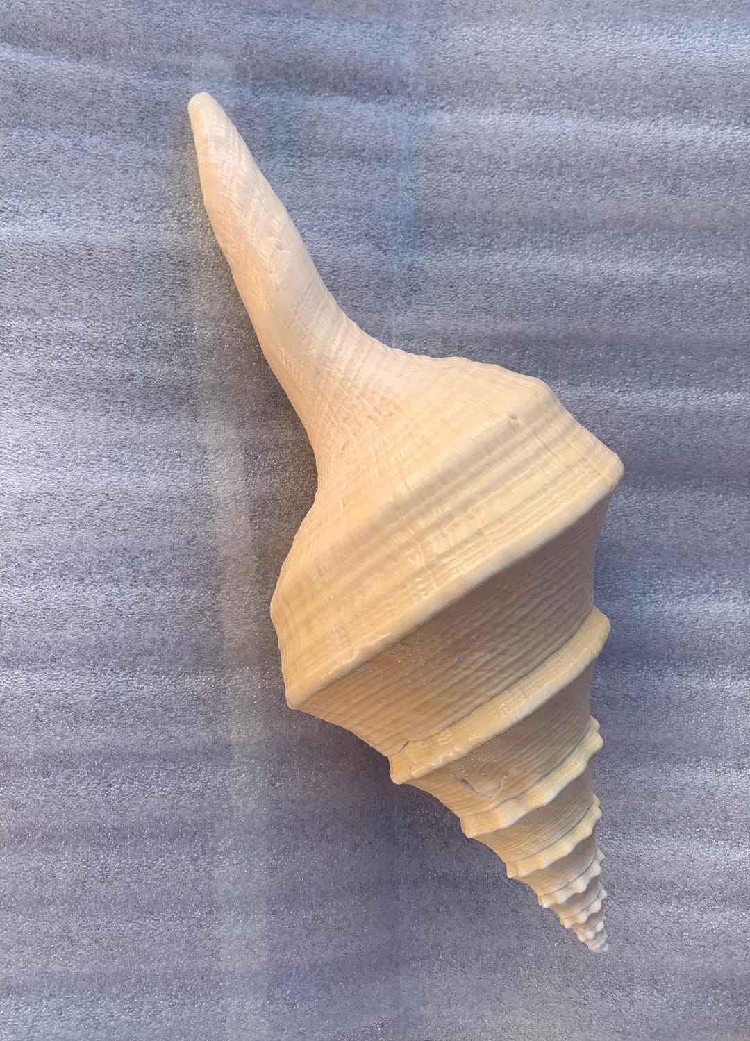 Seashell Syrinx Aruanus Australian Trumpet Sea Shell 14.5" Inches ...