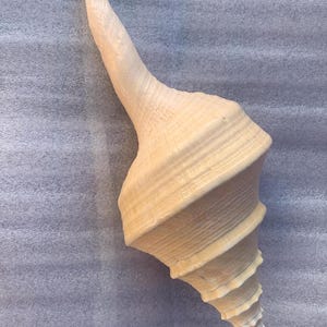 Seashell Syrinx Aruanus Australian Trumpet Sea Shell 14.5" Inches ...