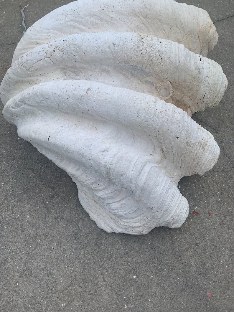 Natural Giant Clam Shell Vintage Huge Tridacna Gigas W 31x D 25 X H 10 ...