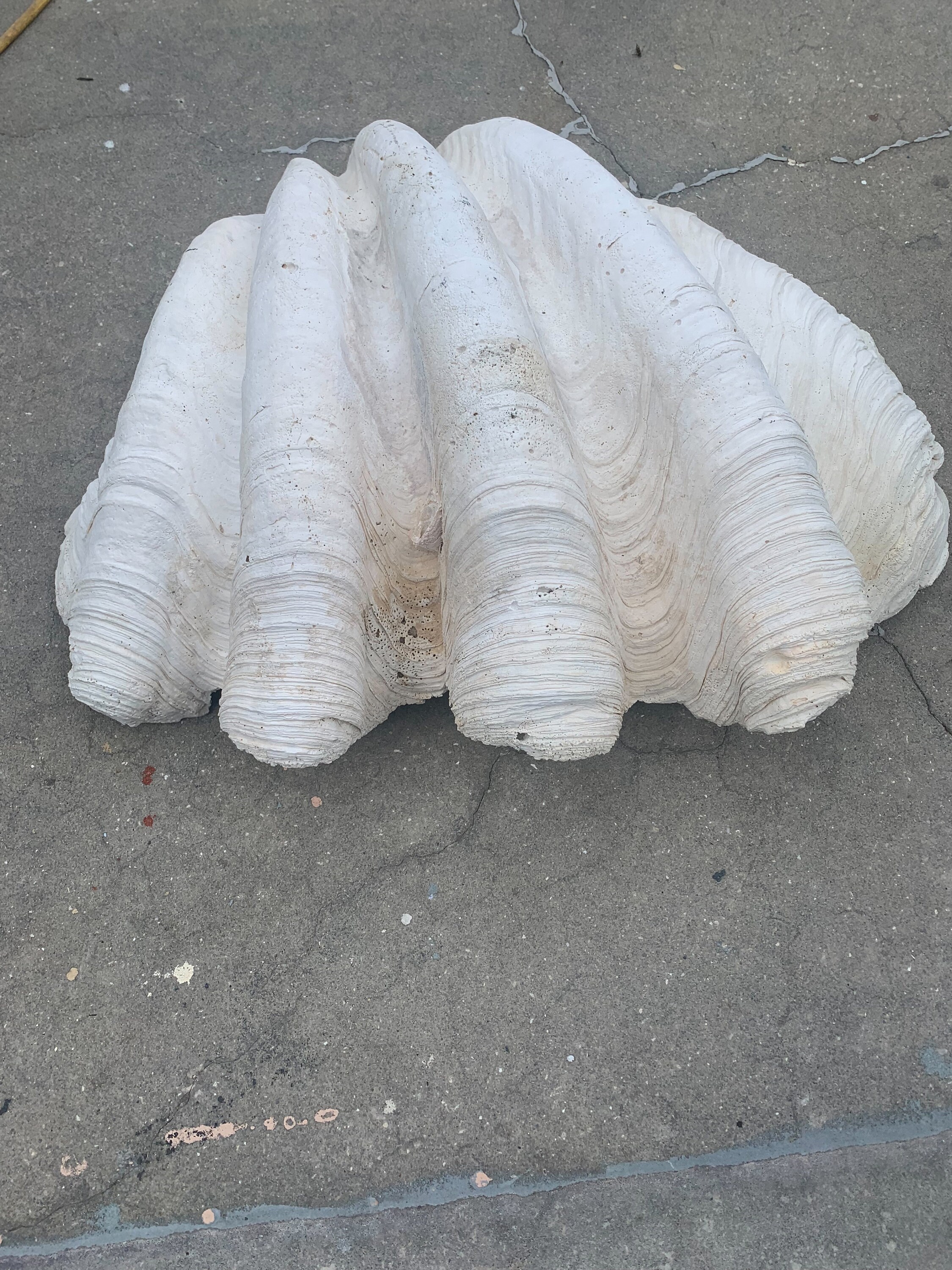 Natural Giant Clam Shell Vintage Huge Tridacna Gigas W 31x D 25 X H 10 ...