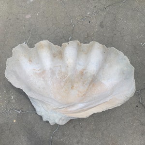 Natural Giant Clam Shell Vintage Huge Tridacna Gigas W 31"x D 25" X H ...