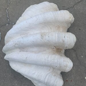 Natural Giant Clam Shell Vintage Huge Tridacna Gigas W 31"x D 25" X H ...