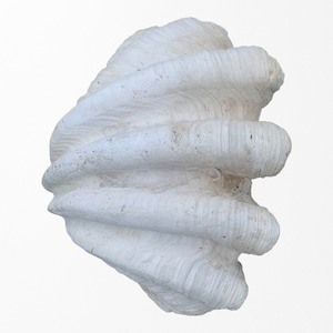 Natural Giant Clam Shell Vintage Huge Tridacna Gigas W 31"x D 25" X H ...