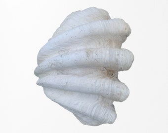 Antique Giant Clam Shell Specimen Garden Planter Sea Shell Beach Gigas ...