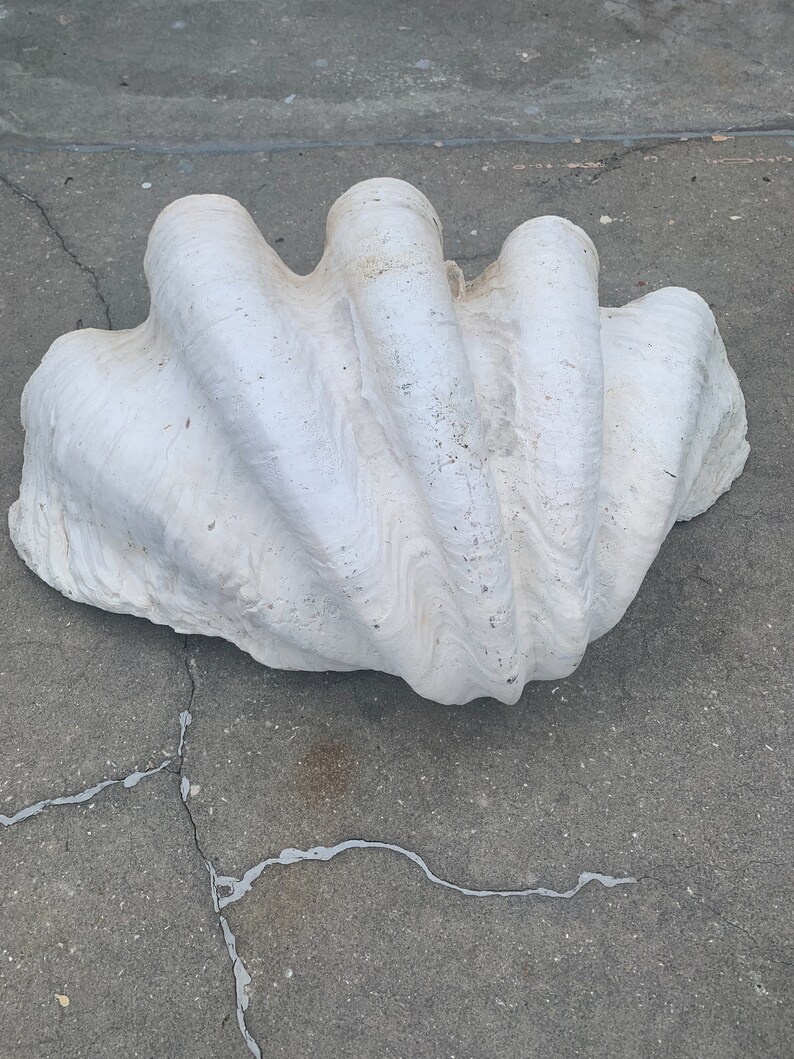 Natural Giant Clam Shell Vintage Huge Tridacna Gigas W - Etsy
