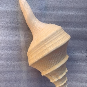 Seashell Syrinx Aruanus Australian Trumpet Sea Shell 14.5" Inches ...