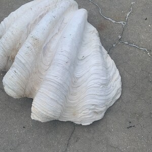 Natural Giant Clam Shell Vintage Huge Tridacna Gigas W 31"x D 25" X H ...