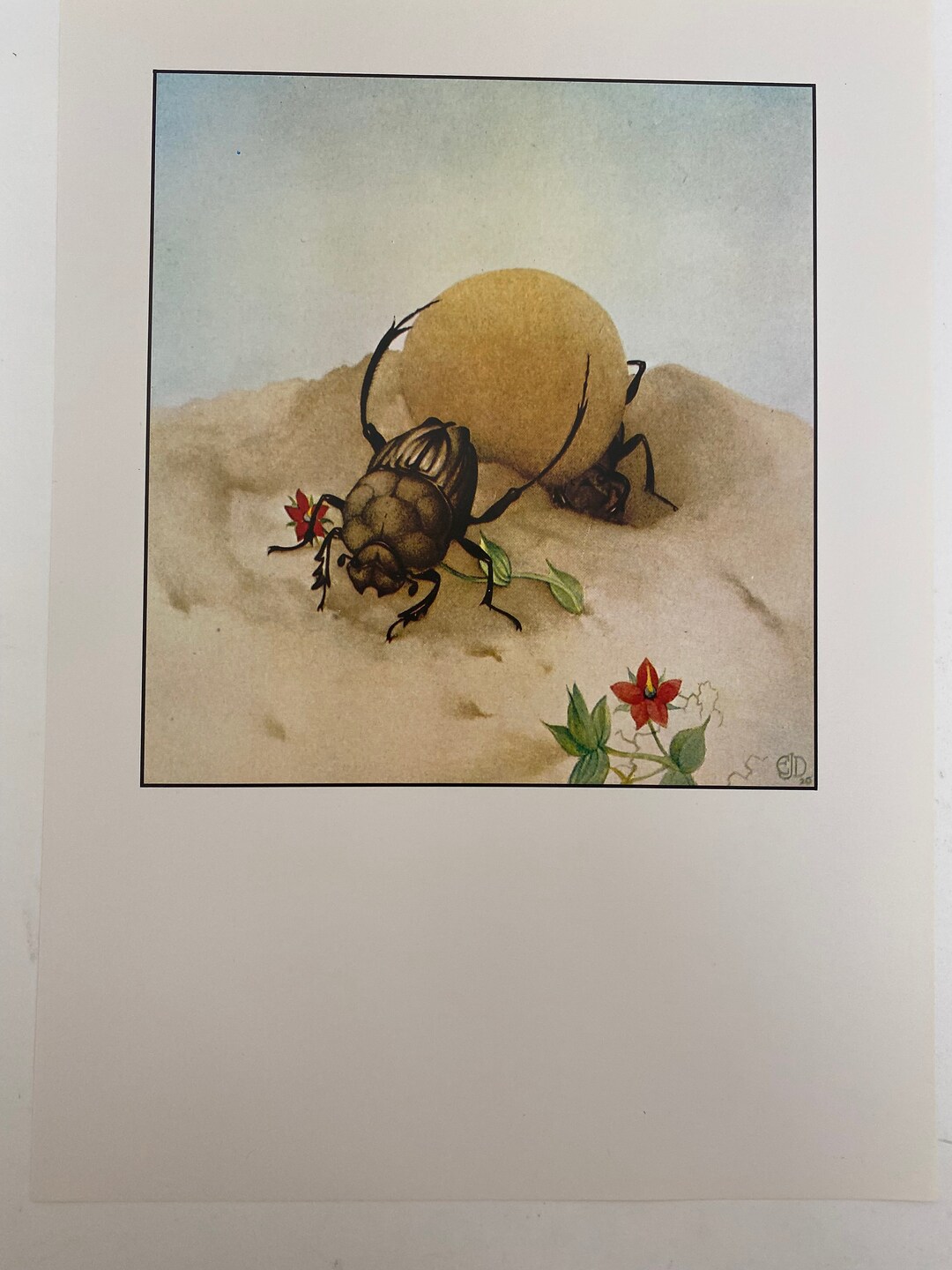Sisyphus, Fabre’s Book of Insects, Edward Julius Detmold, Beetle, Bug ...