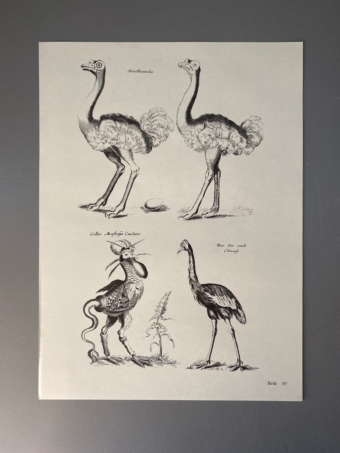 Matthaus Merian, Ostrich, Peacock, Birds, Engraving, 17th Century ...
