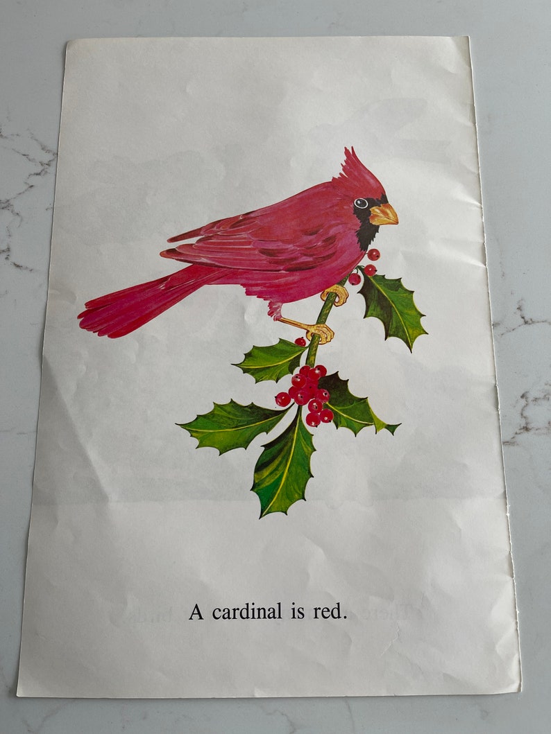 Birds, Colors, Red Cardinal, Poster, Double-sided, Picture, Book Page ...