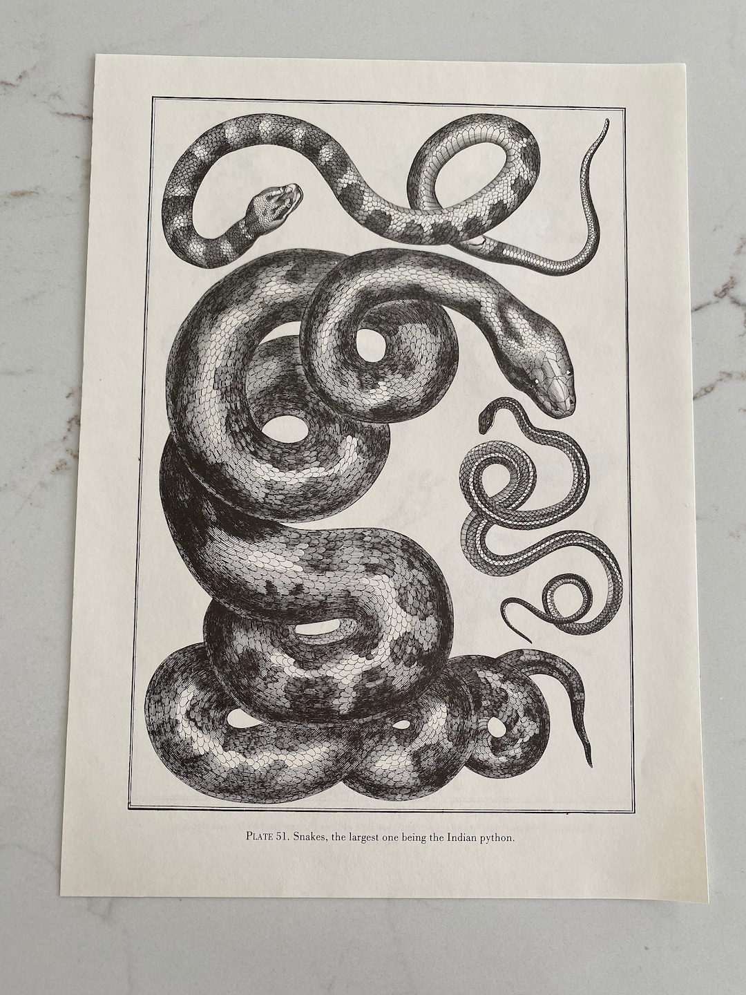 Snakes, Indian Python, Frogs, Frog Eggs, Tadpoles, Black and White ...