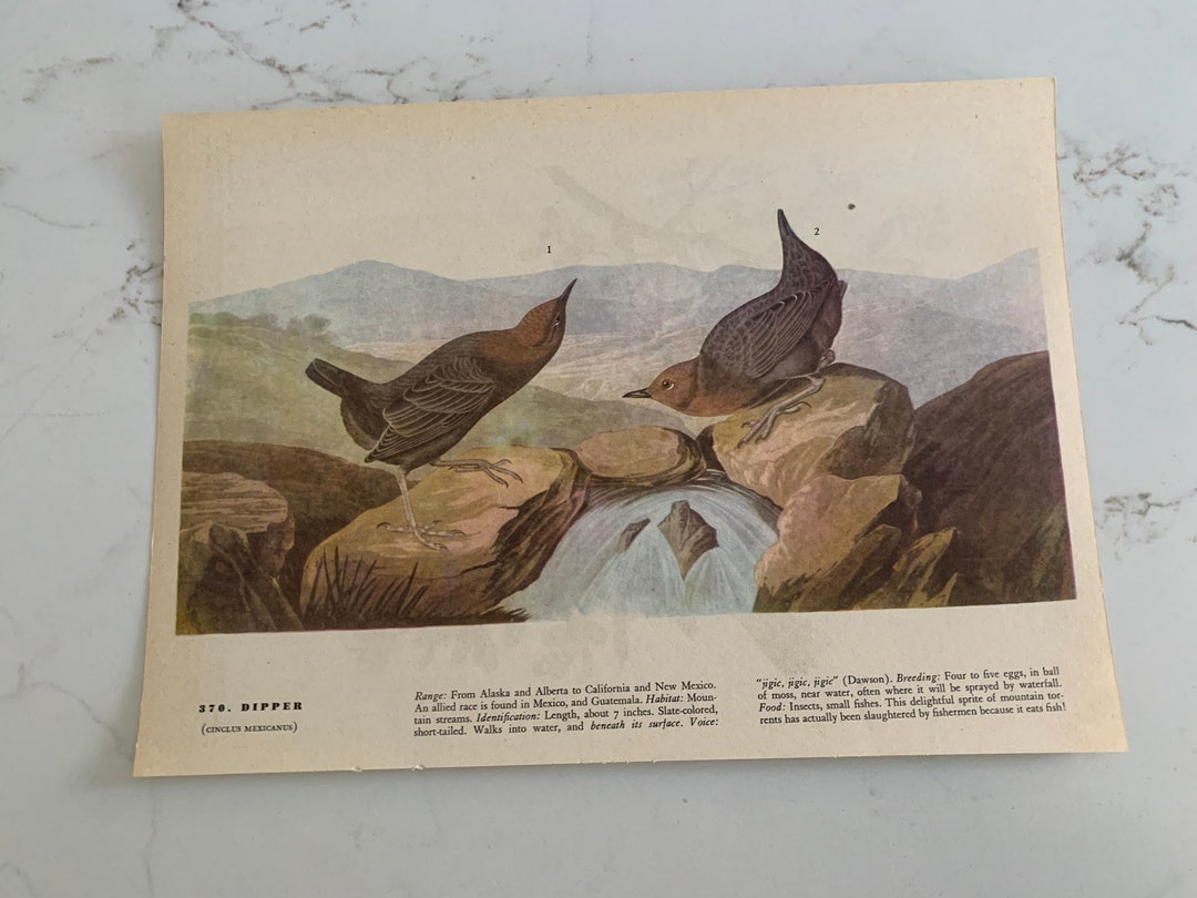 Dipper, Thrasher and Thrush, the Birds of America, Print, Bookplate ...