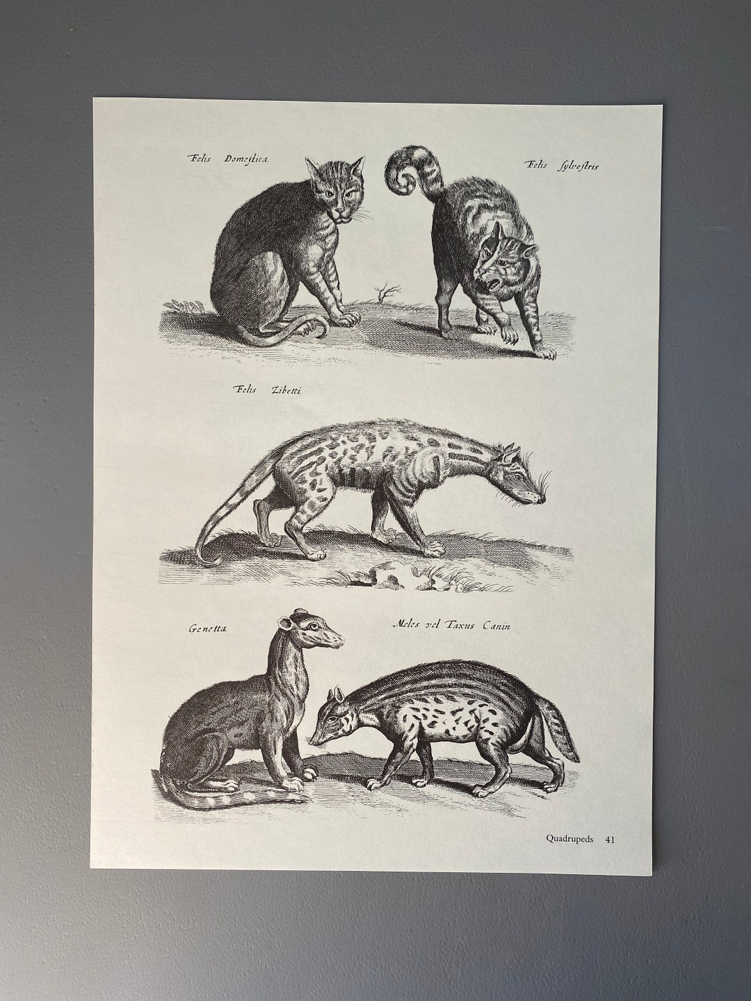 Matthaus Merian, Cat, Lynx, Dog, Felis, Engraving, Animal, 17th Century ...