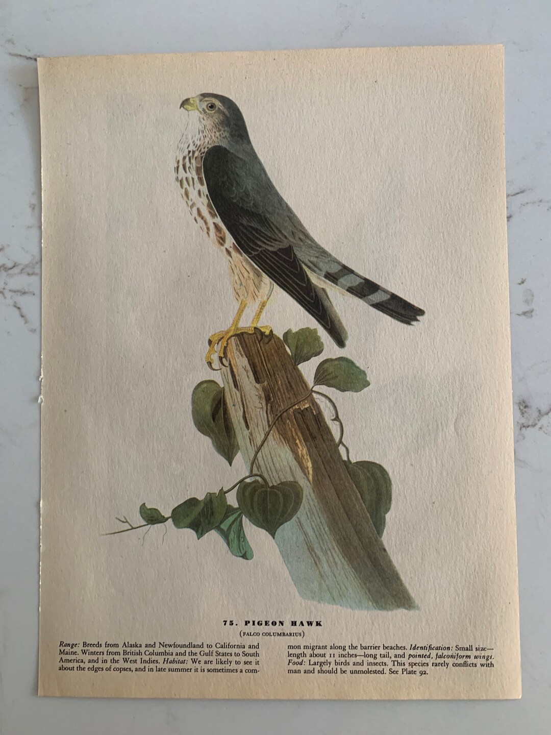 Pigeon Hawk, Bob-white, the Birds of America, Print, Bookplate, Nature ...