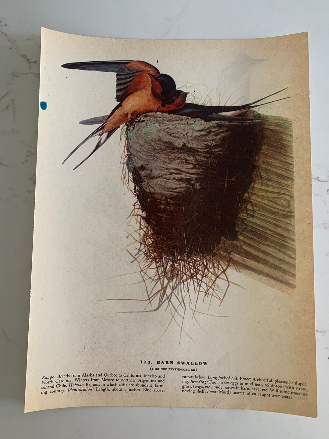 Barn Swallow, Olive-sided Flycatcher, the Birds of America, Print ...