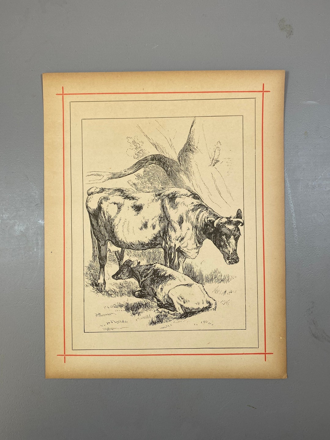 Cow With Calf, Drawing, 1880s Book Page, Farm Animals, Nature, Print ...