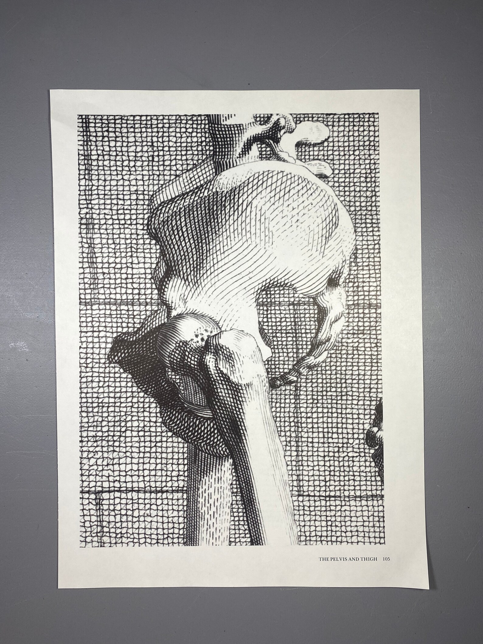 Albinus On Anatomy The Pelvis Outer View The Femur Print Book Page