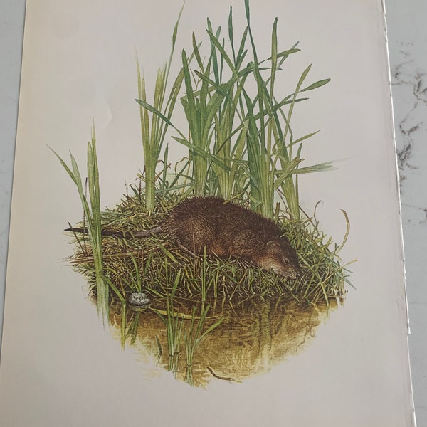 Muskrat Wall Art - Etsy