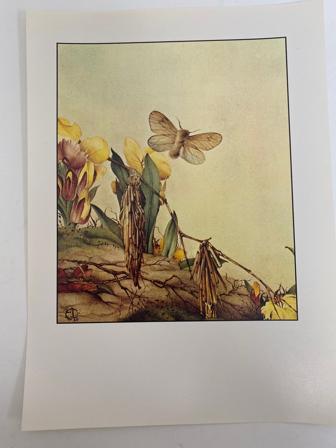 Psyche, Fabre, Book of Insects, Edward Julius Detmold, Poster ...