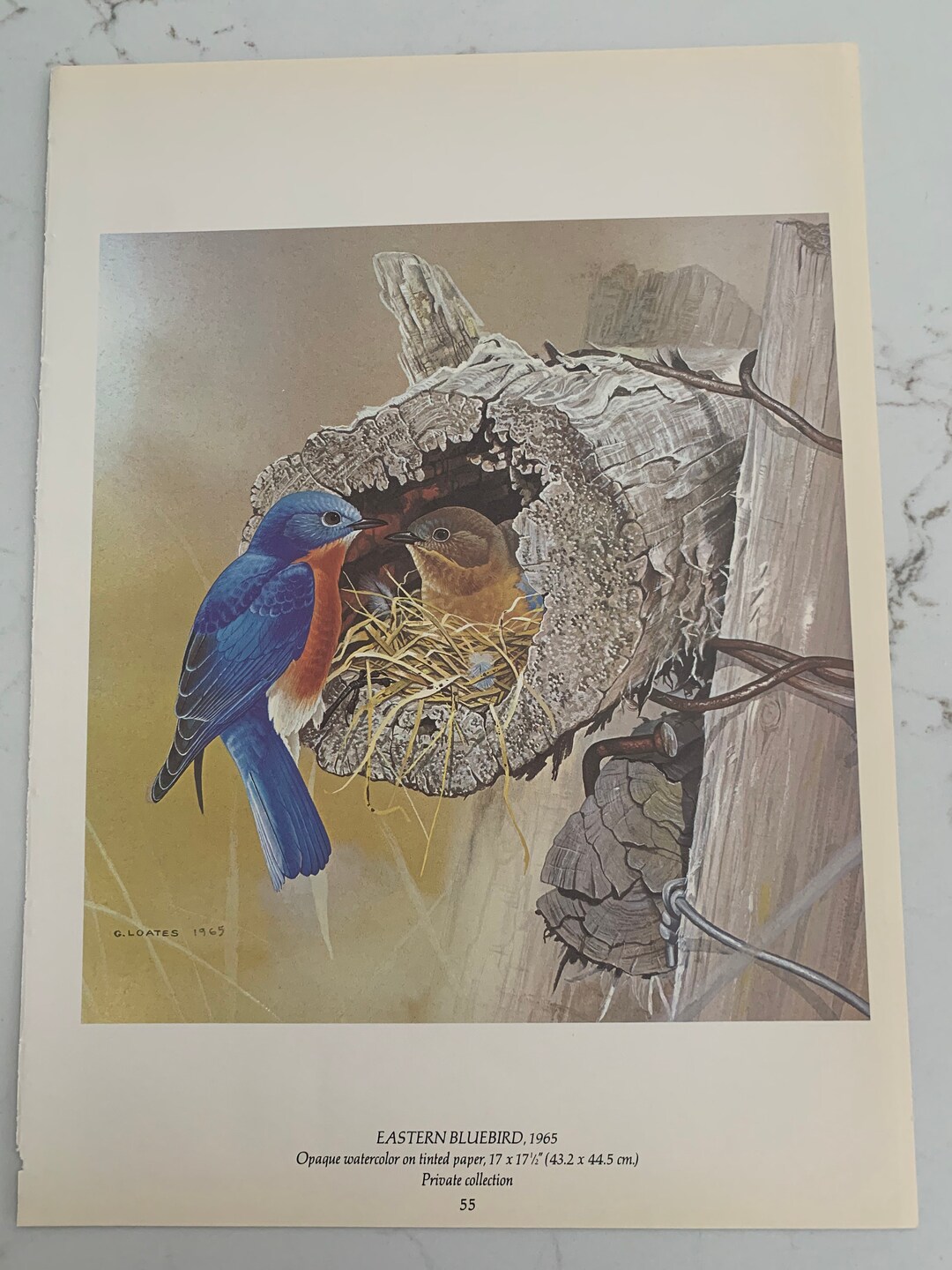 Glen Loates, Eastern Bluebird, Killdeer, Birds, Double-sided, Graphics ...