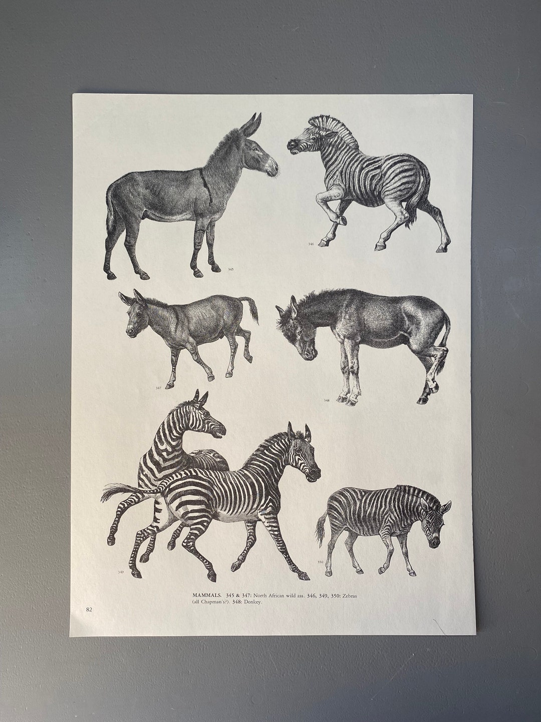Mammals, 345-347 North African Wild Ass, 346,349,350 Zebras, 348 Donkey ...