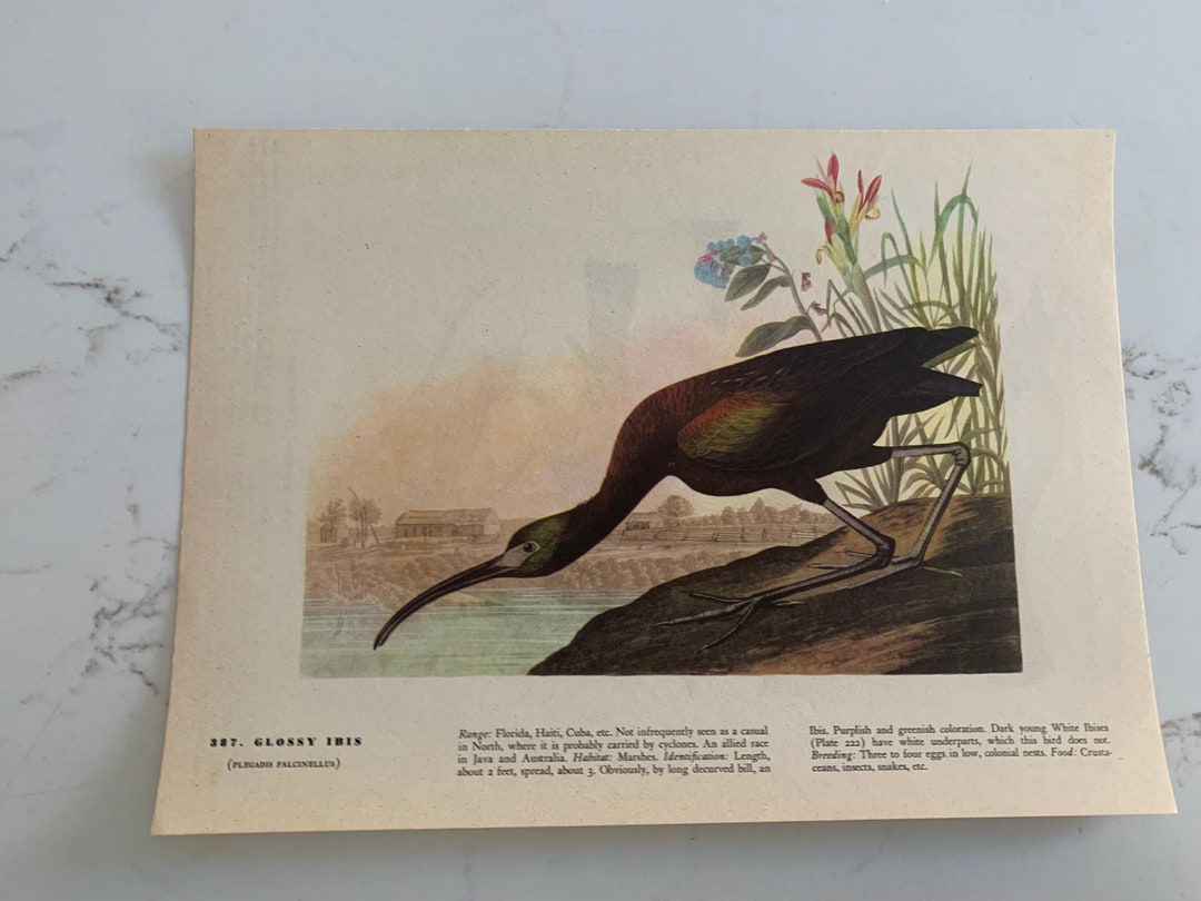 Glossy Ibis, Three Icterids, the Birds of America, Print, Bookplate ...