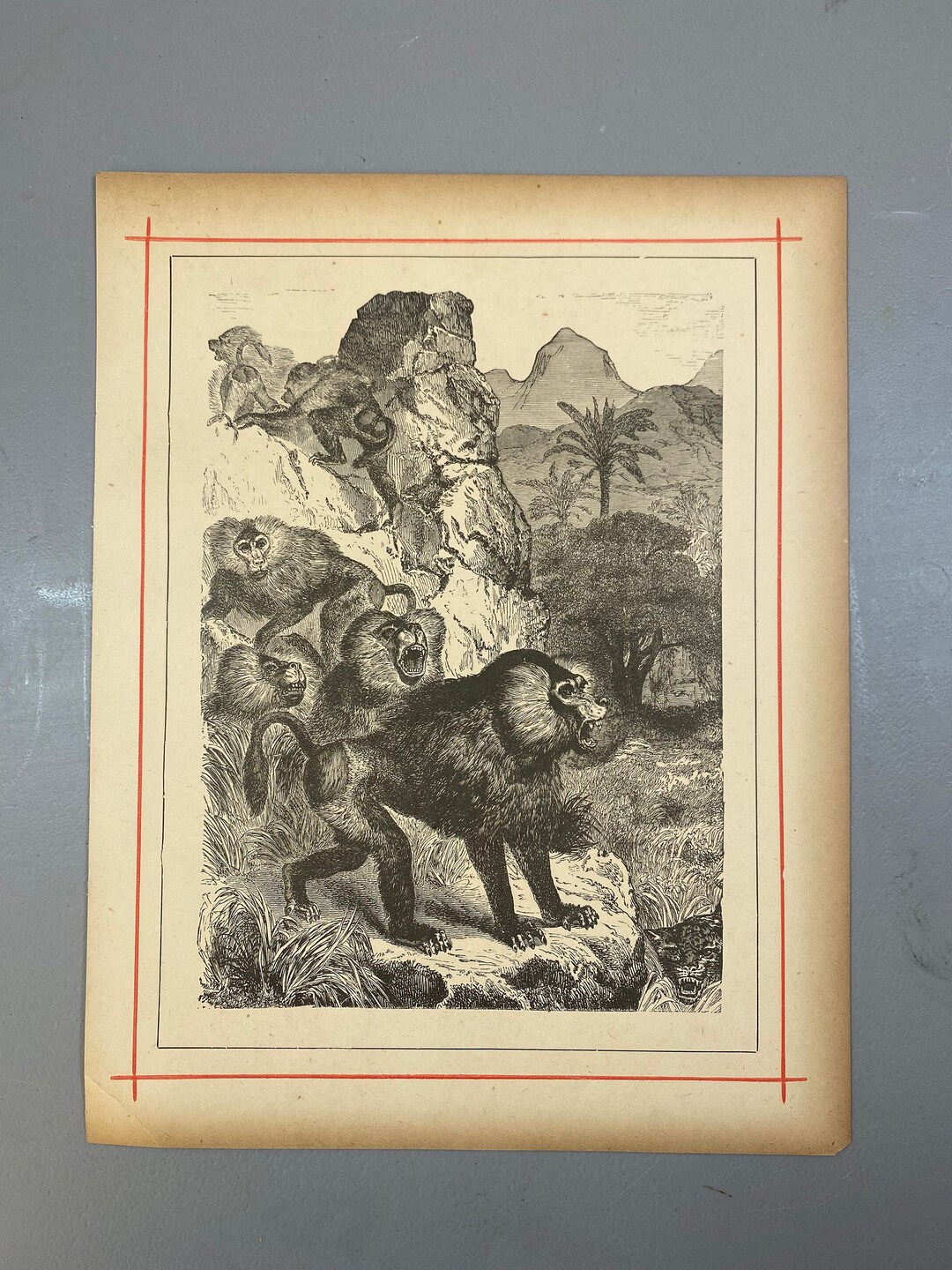 Hamadryas Baboon, Wildlife, Animals, Drawing, 1880s Book Page, Print ...