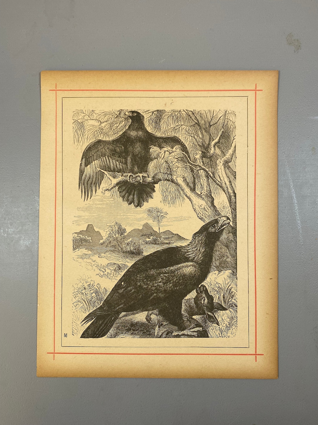 Eagles With Hunted Fawn, Drawing, 1880s Book Page, Wildlife, Nature ...