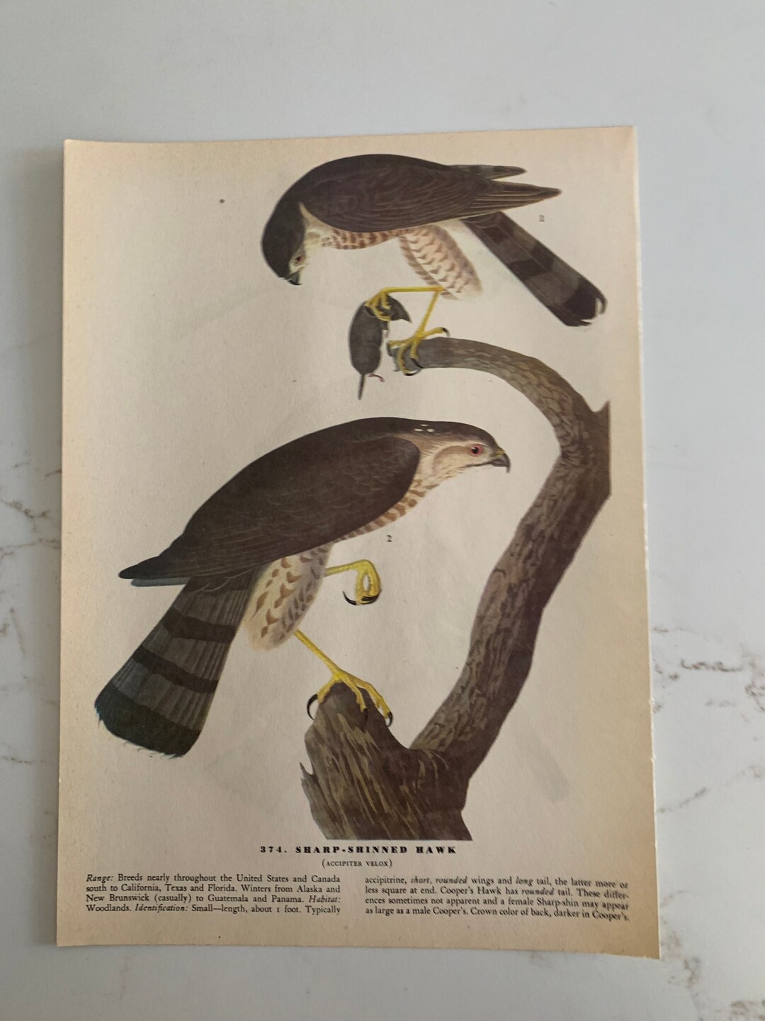 Sharp-shinned Hawk, Two Grosbeaks, the Birds of America, Print ...