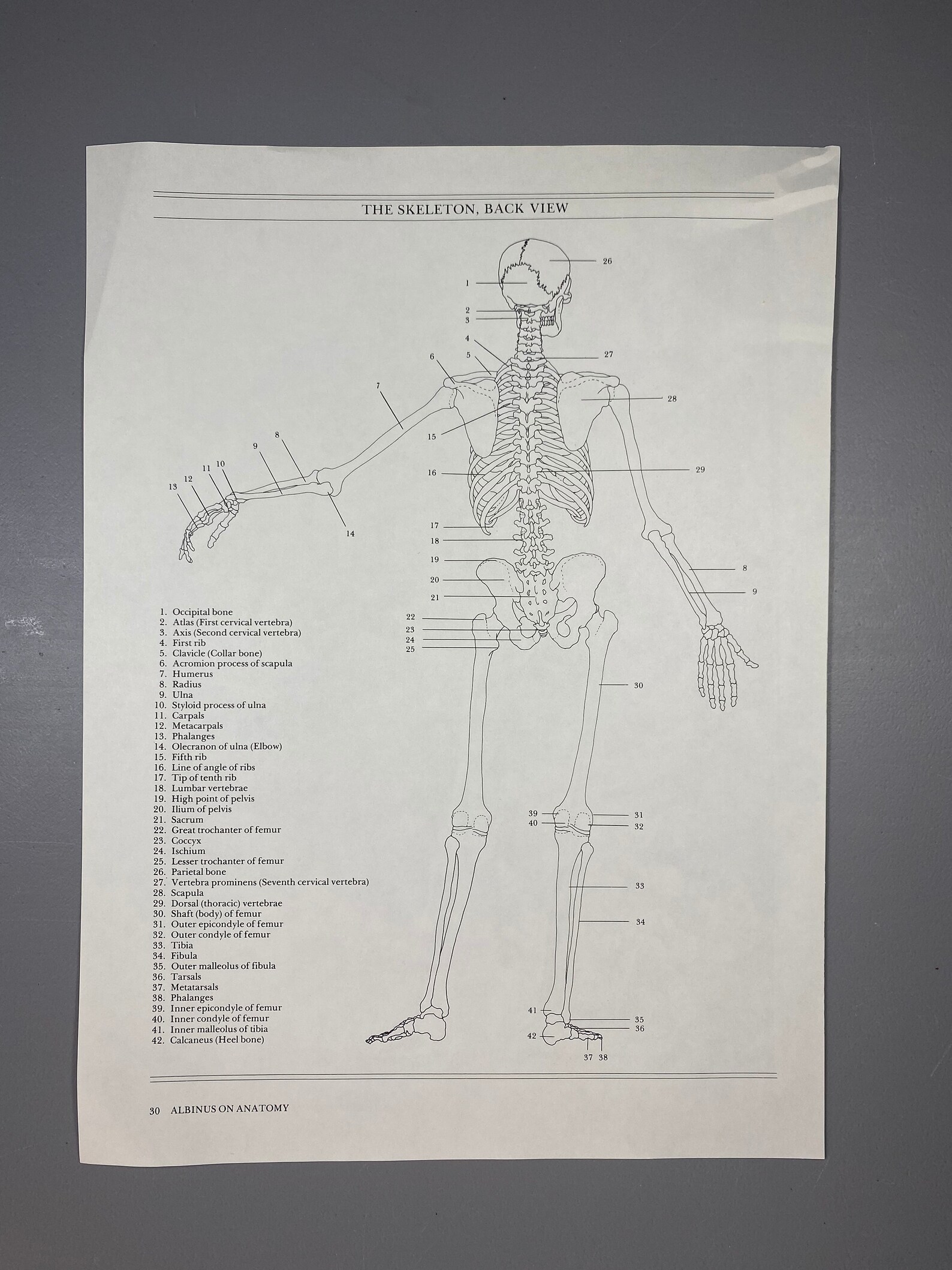 Albinus on Anatomy, Bones, the Skeleton, Back View, Print, Book Page ...
