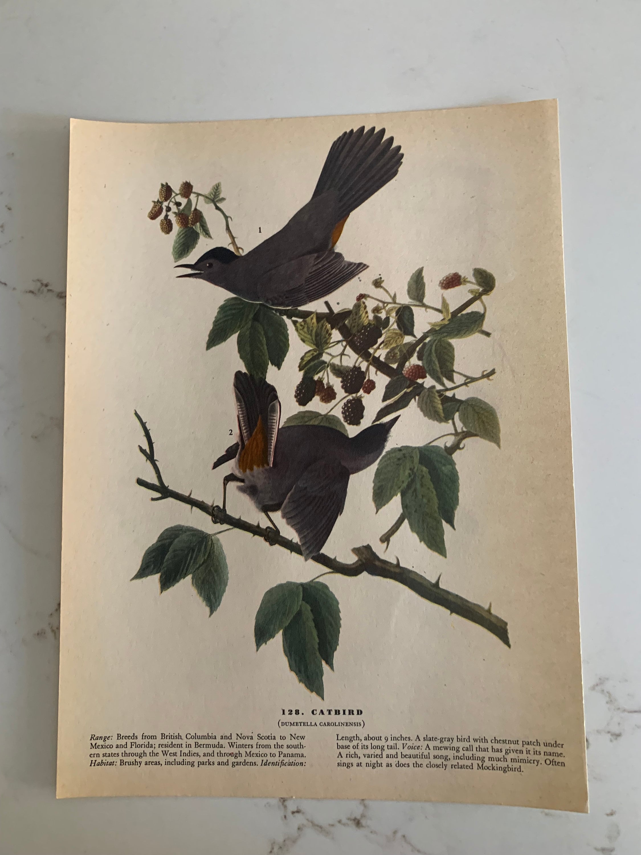 Rose-breasted Grosbeak, Catbird, the Birds of America, Print, Bookplate ...