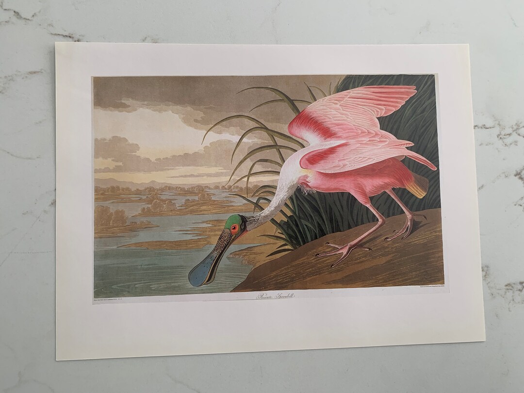 Roscale Spoonbill,fine Birds Book,john Gould,audobon,edward Lear ...