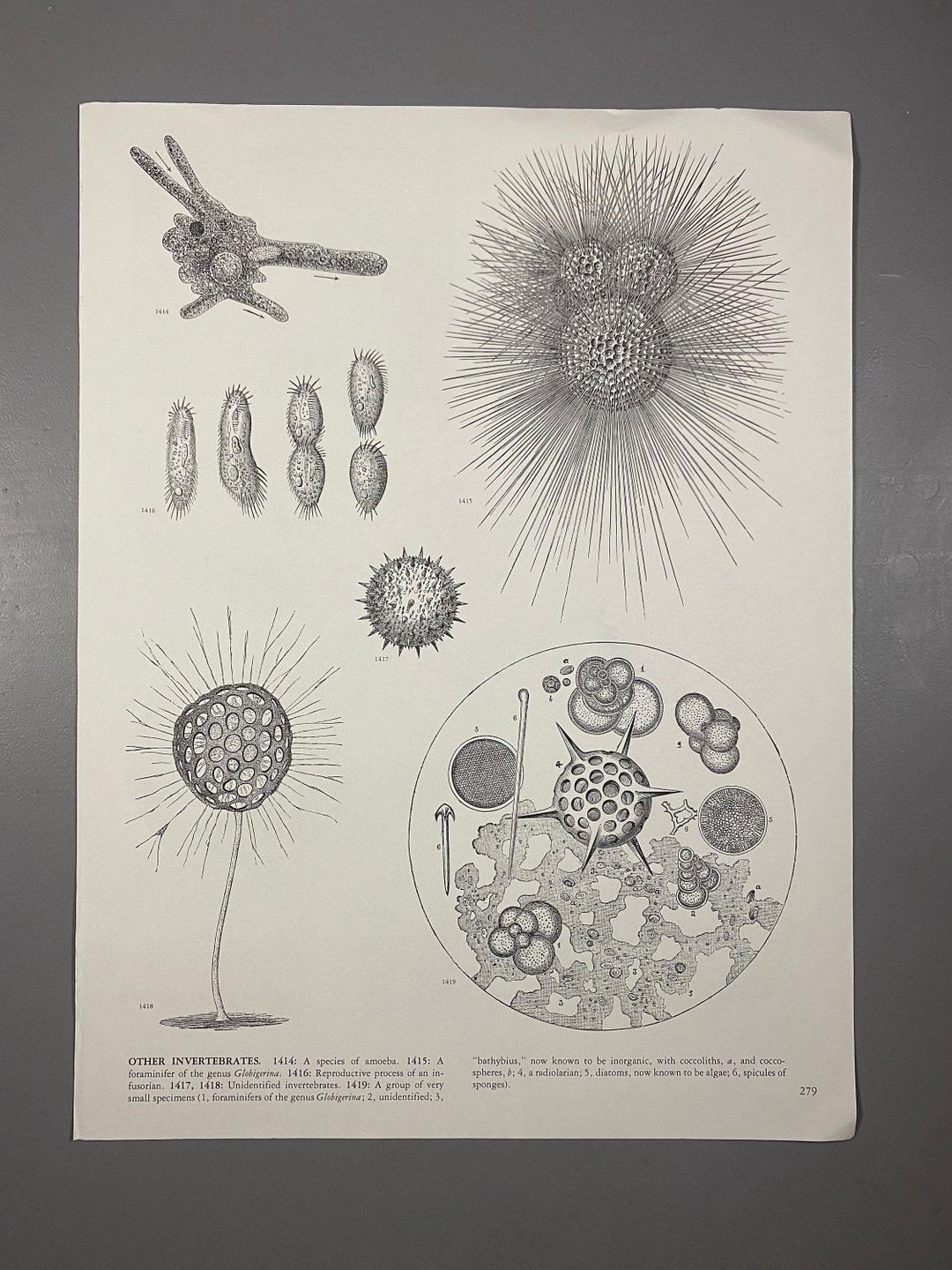 Other Invertebrates, 1414 Amoeba, 1415 Bathybius, 1416 Inspheres, 1417 ...