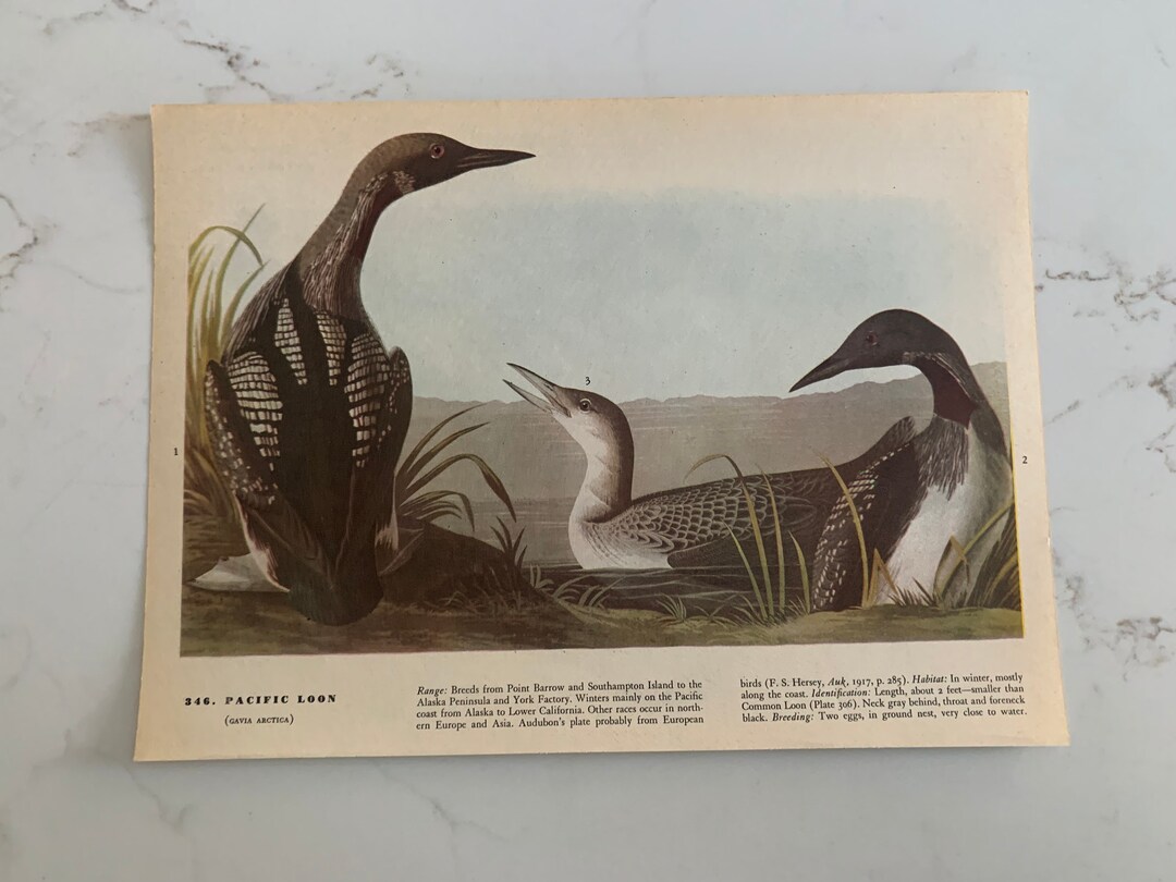 Pacific Loon, Baldpate, the Birds of America, Print, Bookplate, Nature ...