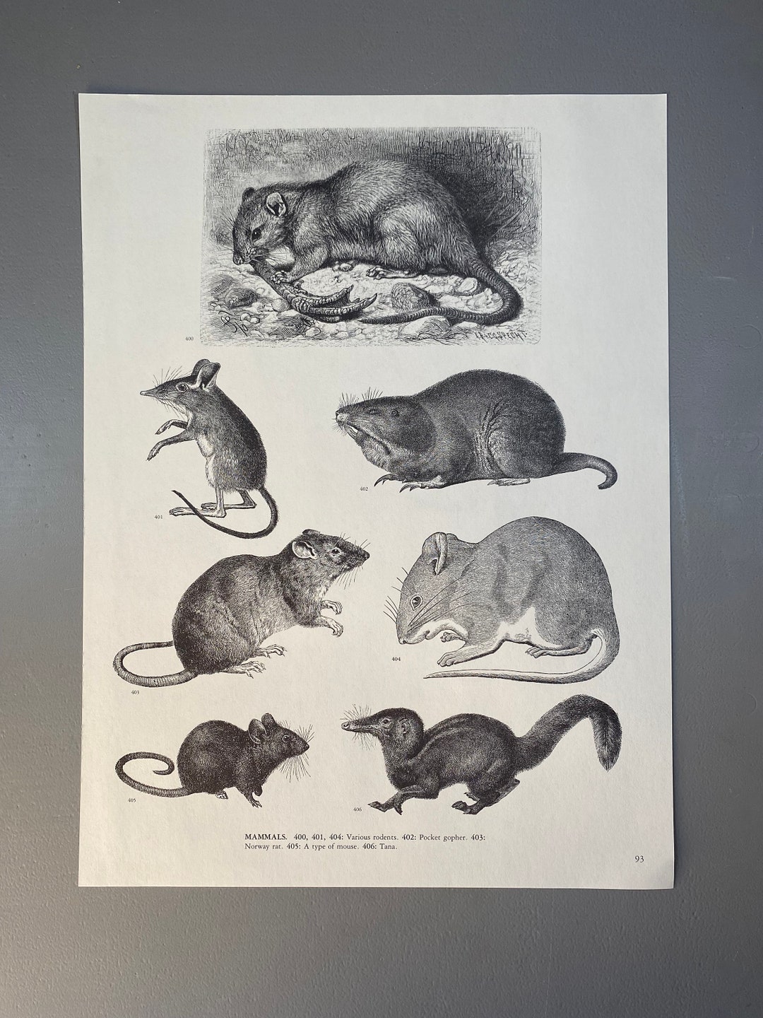 Mammals, 400, 401, 404, Various Rodents, 402 Pocket Gopher, 403 Norway ...