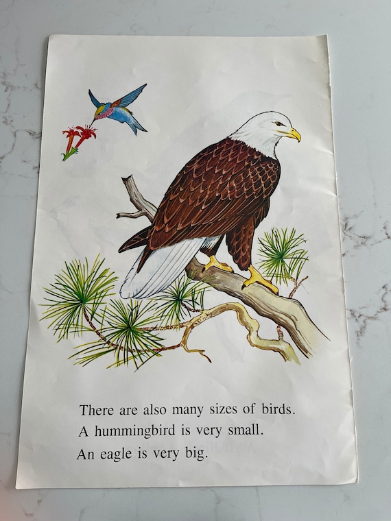 Reading Hummingbird