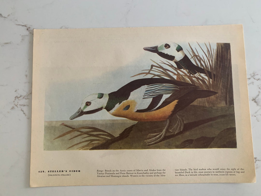 Steller's Eider, Marbled Murrelet, the Birds of America, Print ...