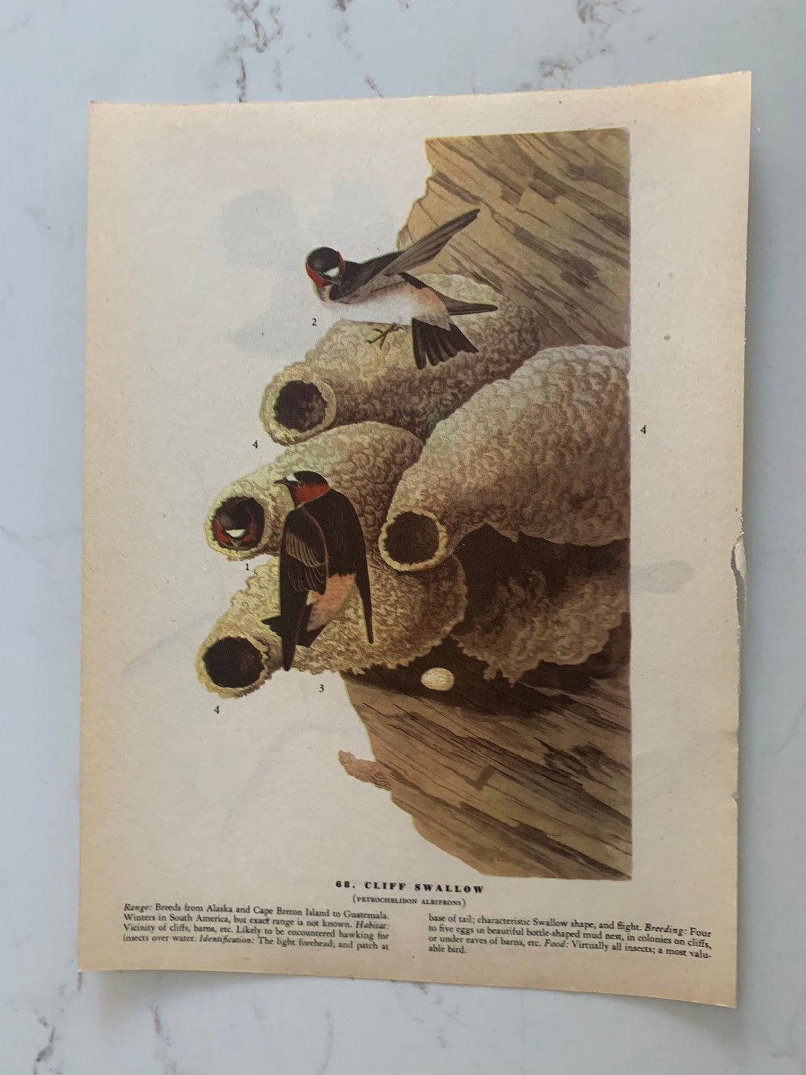 Red-wing, Cliff Swallow, the Birds of America, Print, Bookplate, Double ...